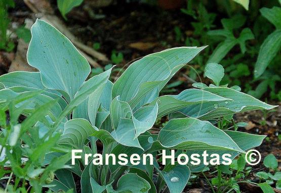 Hosta Happiness - Fransen Hostas